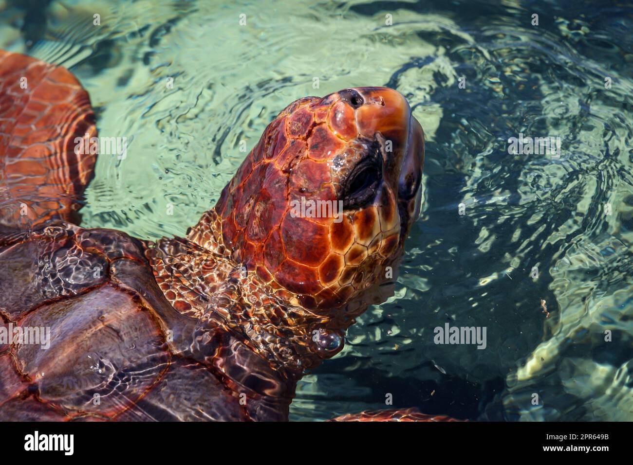 A picture of a protected sea turtle in the water. These turtles need ...