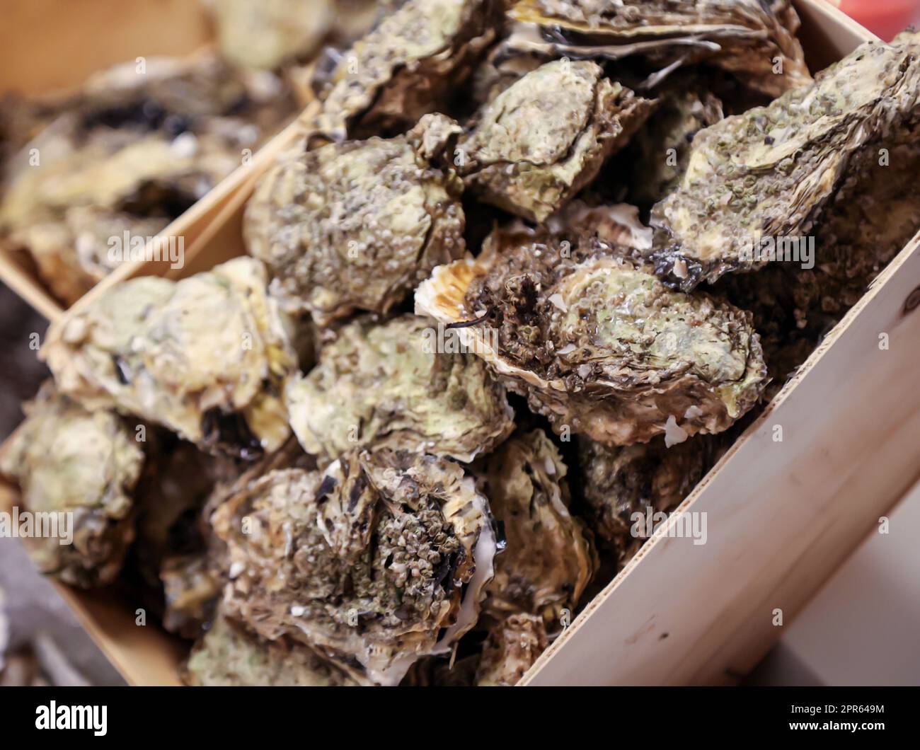 A basket full of oysters prepared for a dinner Stock Photo - Alamy
