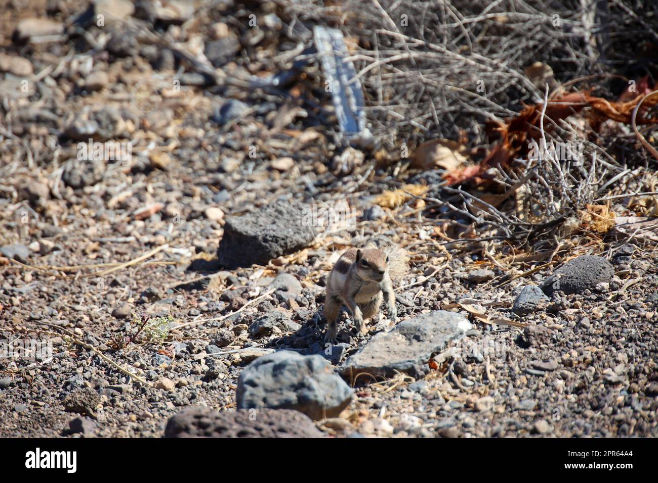 An Atlas squirrel or African ground squirrel in its habitat Stock Photo ...