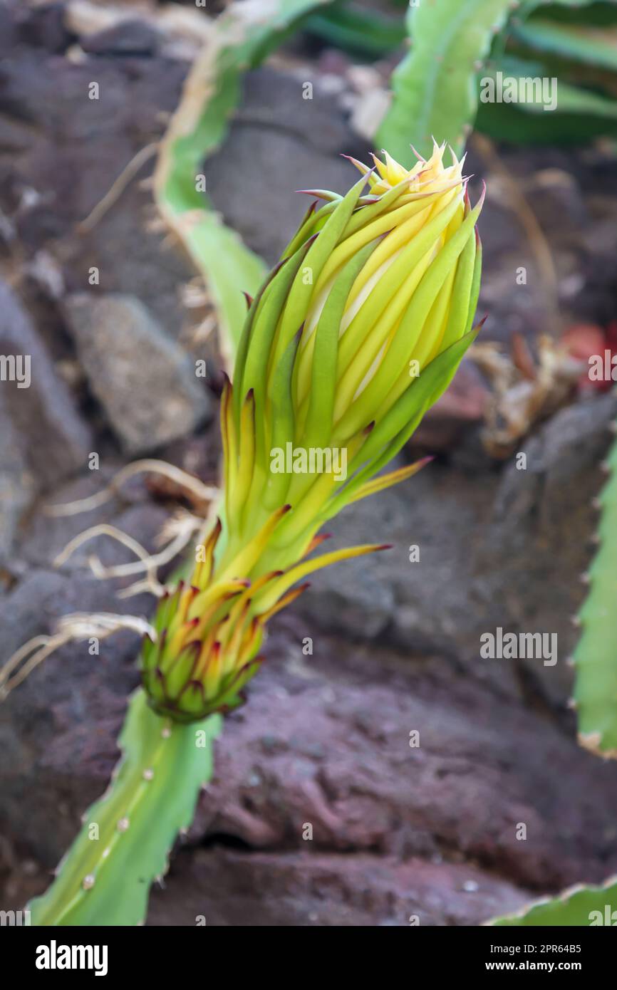 The flower, bud of the dragon fruit, cactus of the dragon fruit Stock ...