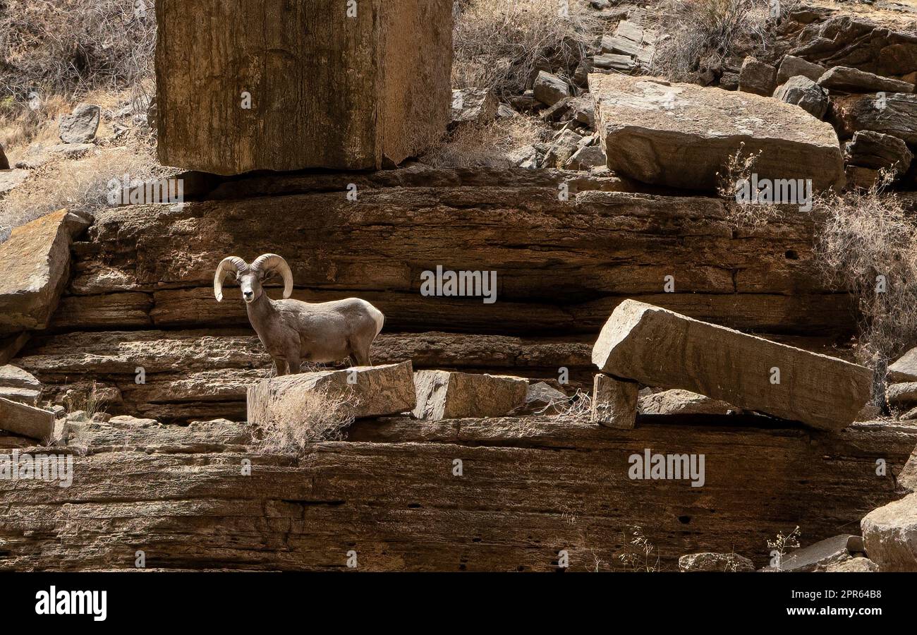 Large Rack display of a Bighorn sheep in the Grand Canyon Stock Photo ...