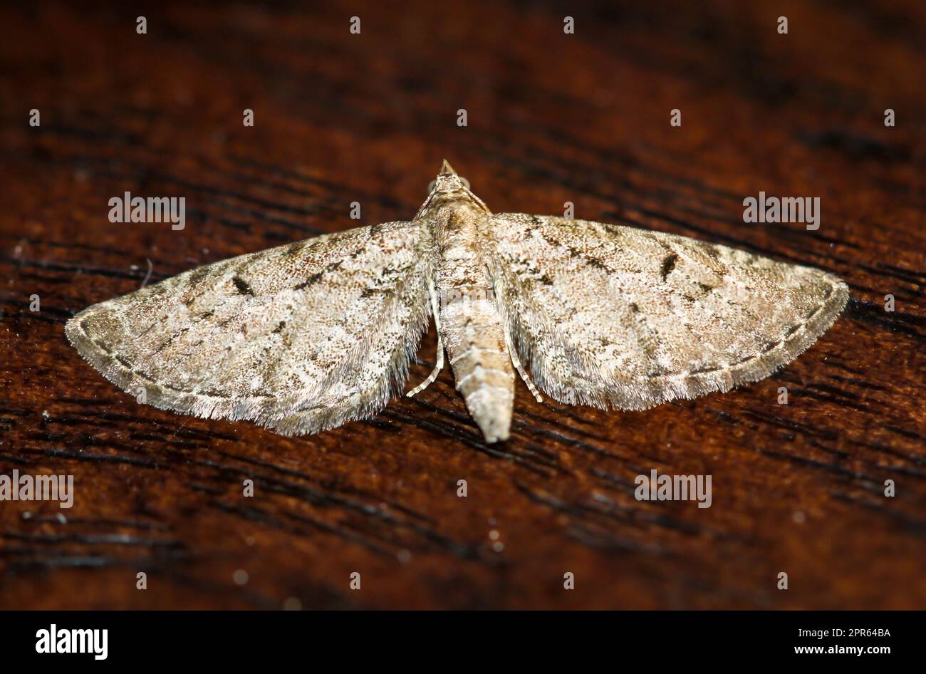 The great juniper flower moth (Eupithecia intricata) on a board Stock ...