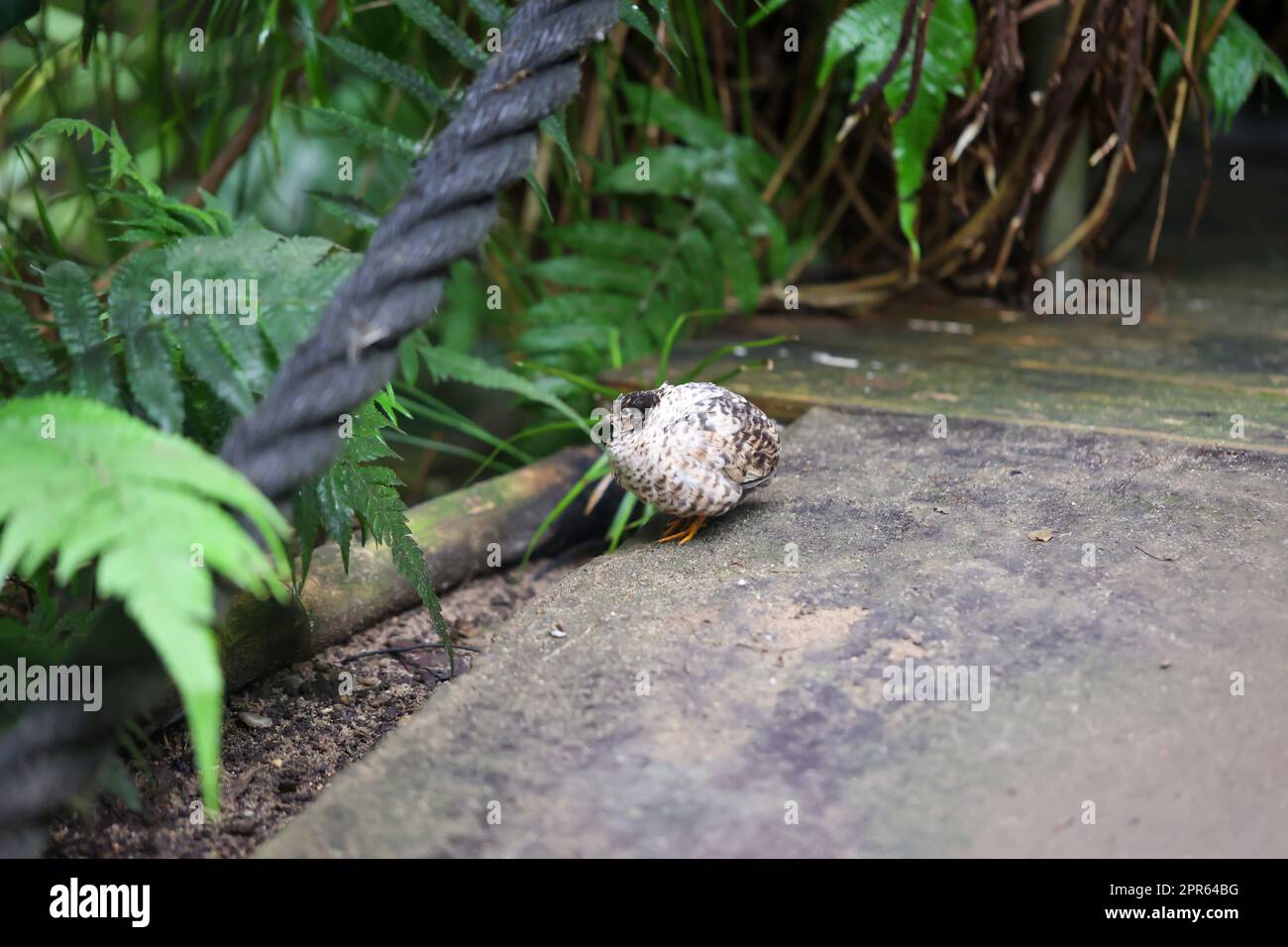 Close-up, portrait of a dwarf quail, a species of pheasants ...