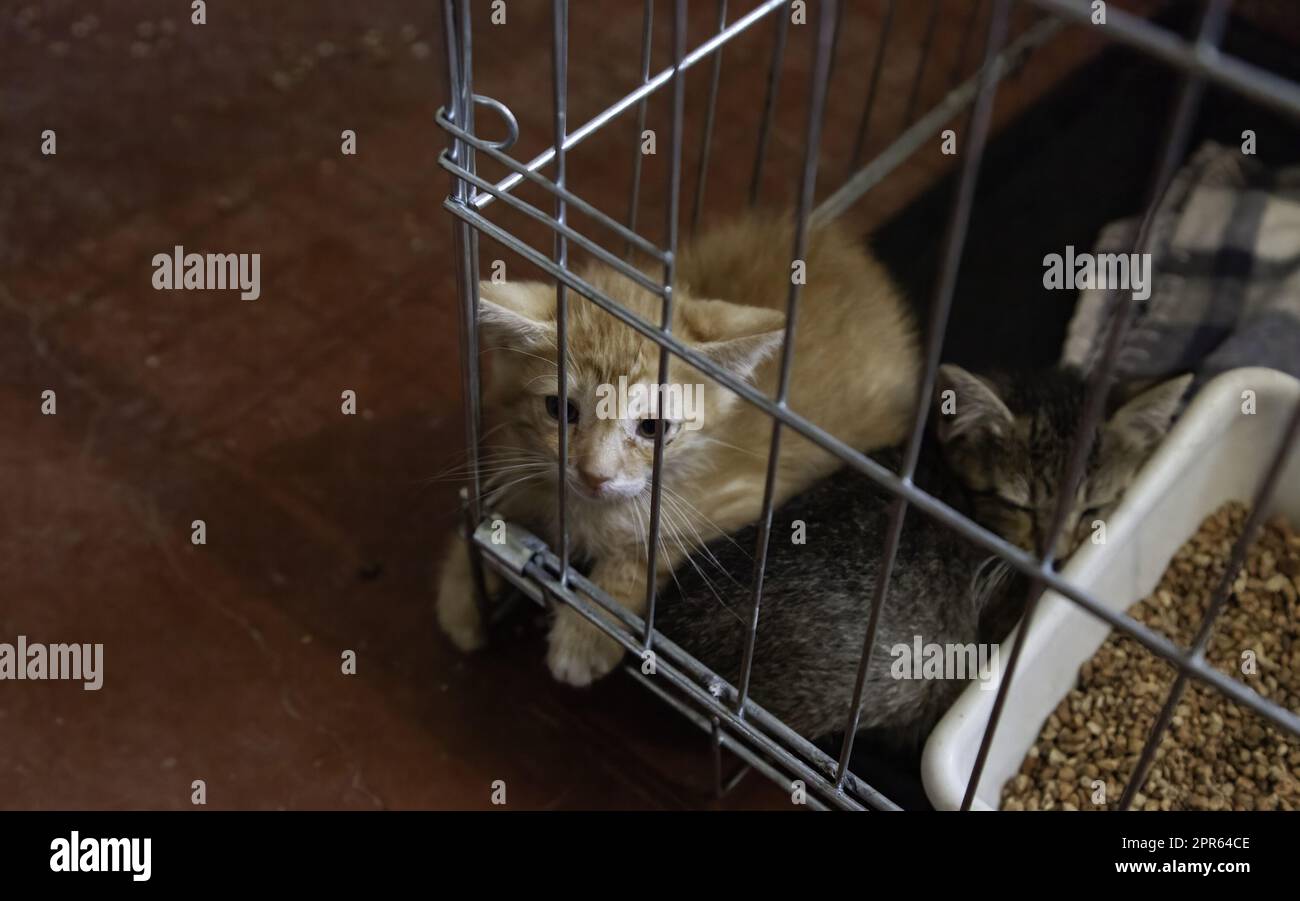 Caged newborn cat Stock Photo - Alamy