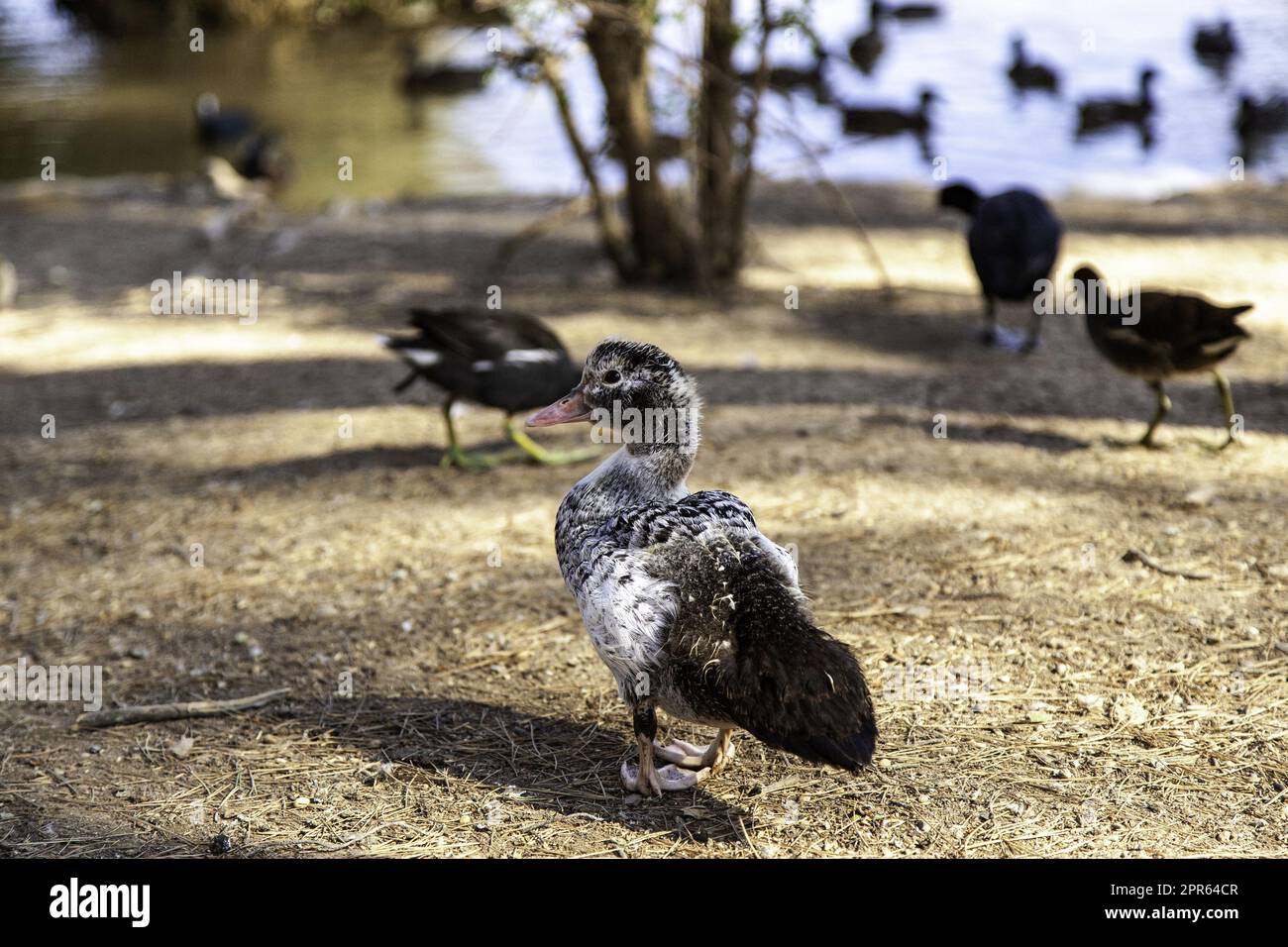 Ducks eating in nature Stock Photo - Alamy