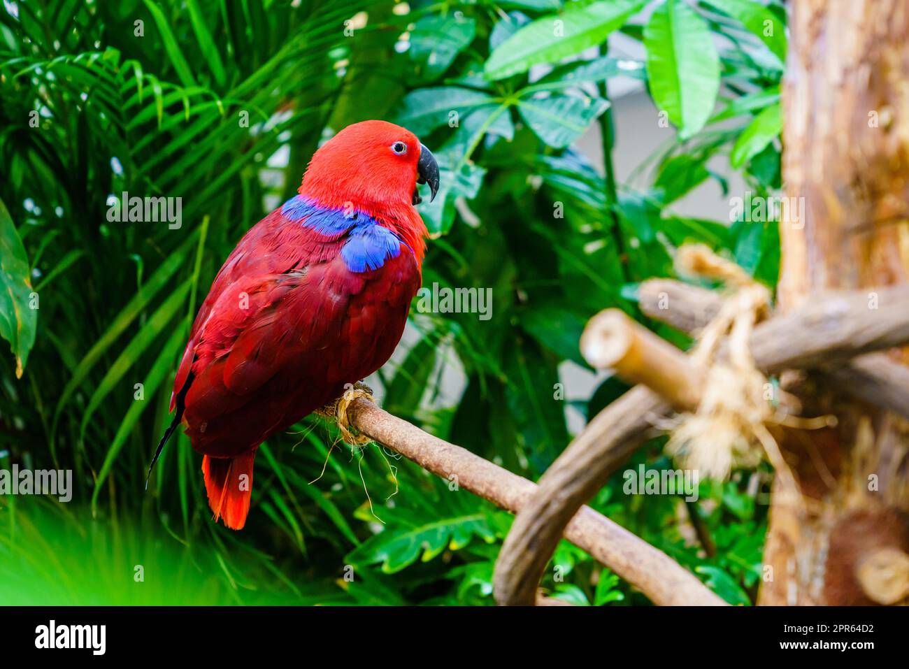 Papuan eclectus hi-res stock photography and images - Alamy