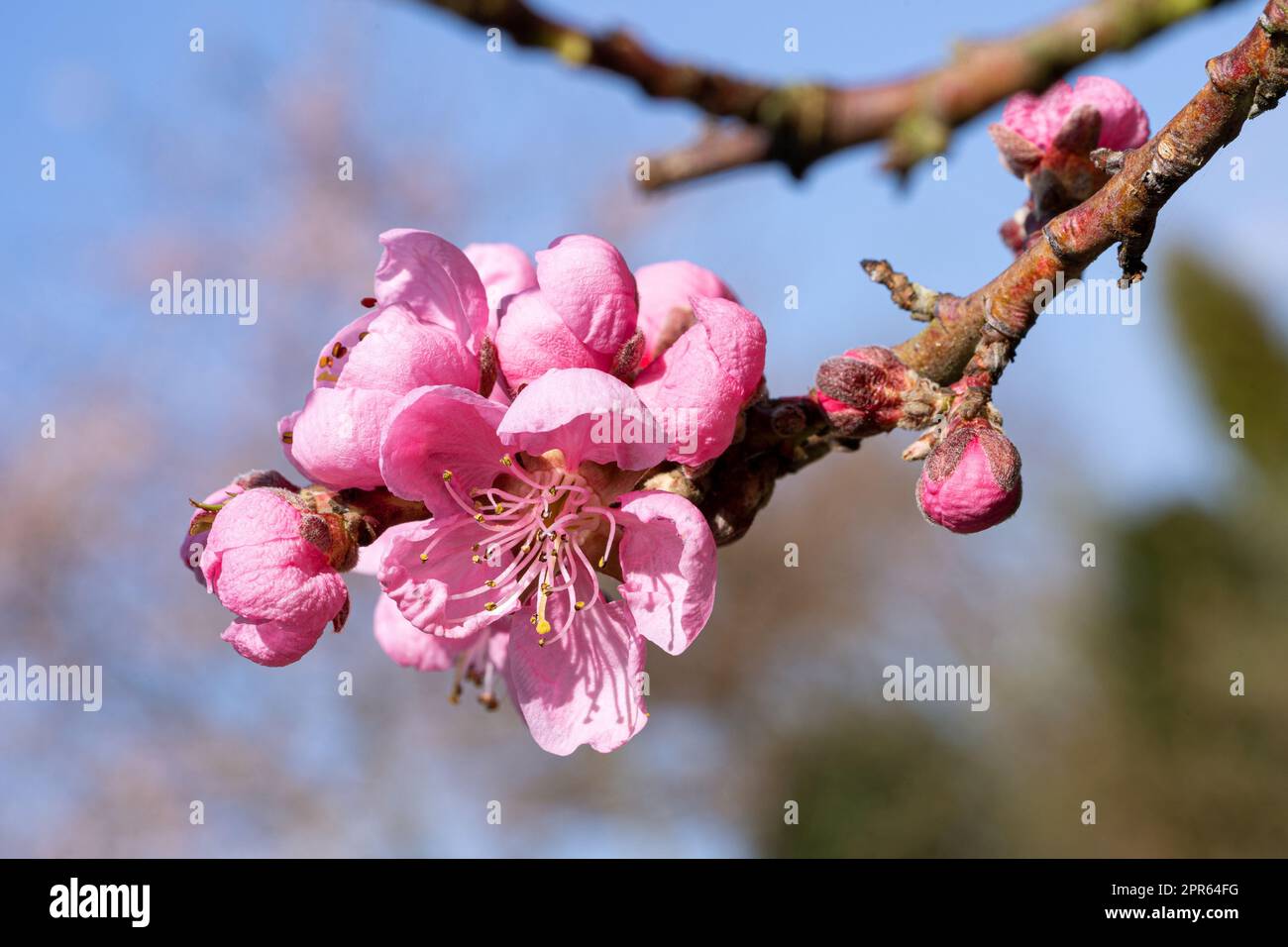 Prunus persica in botanical hi-res stock photography and images - Alamy