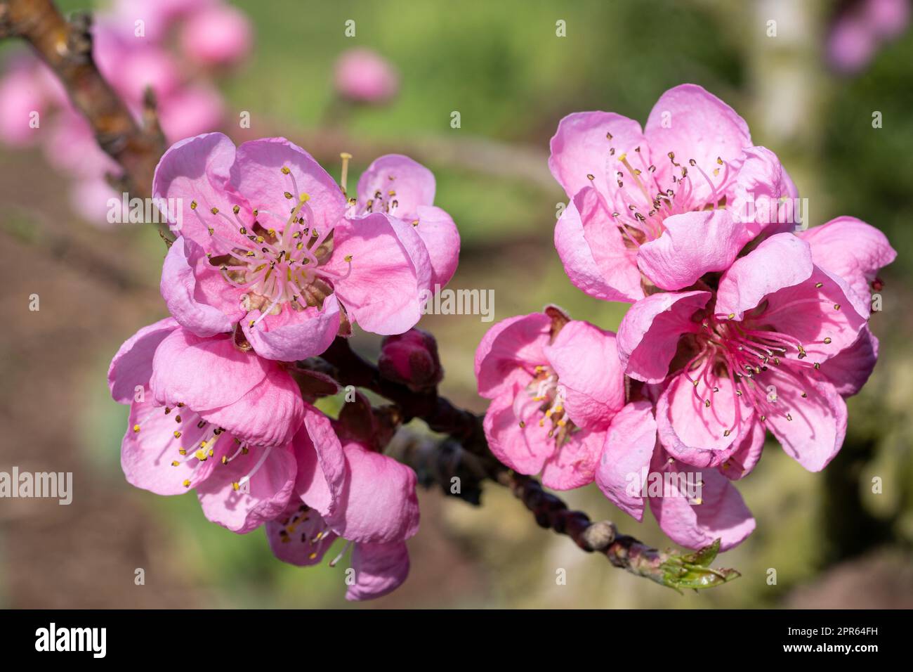 Prunus persica in botanical hi-res stock photography and images - Alamy