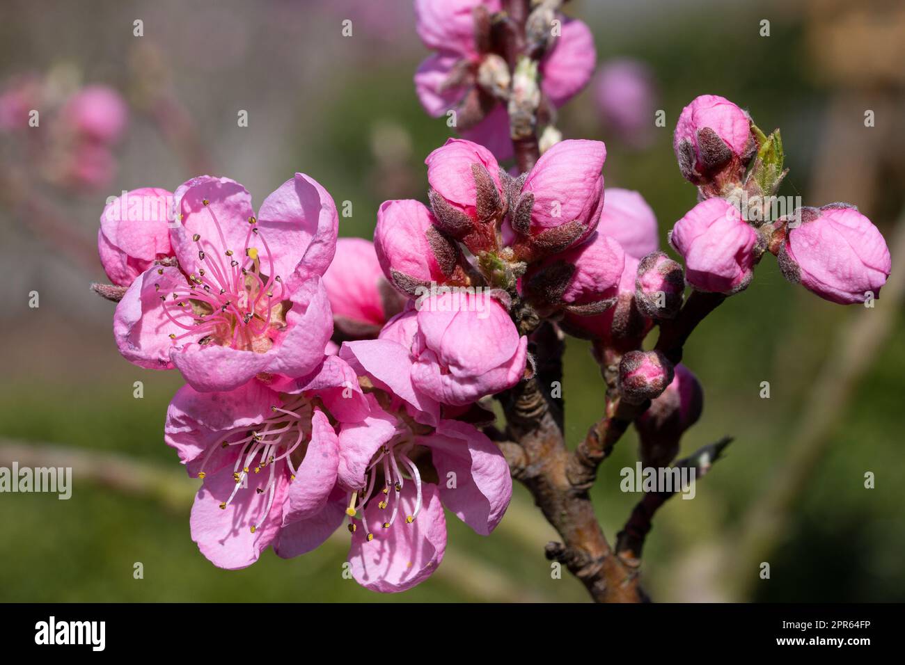 Prunus persica in botanical hi-res stock photography and images - Alamy