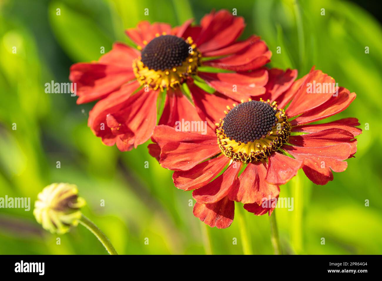Helens Flower, Helenium Stock Photo - Alamy