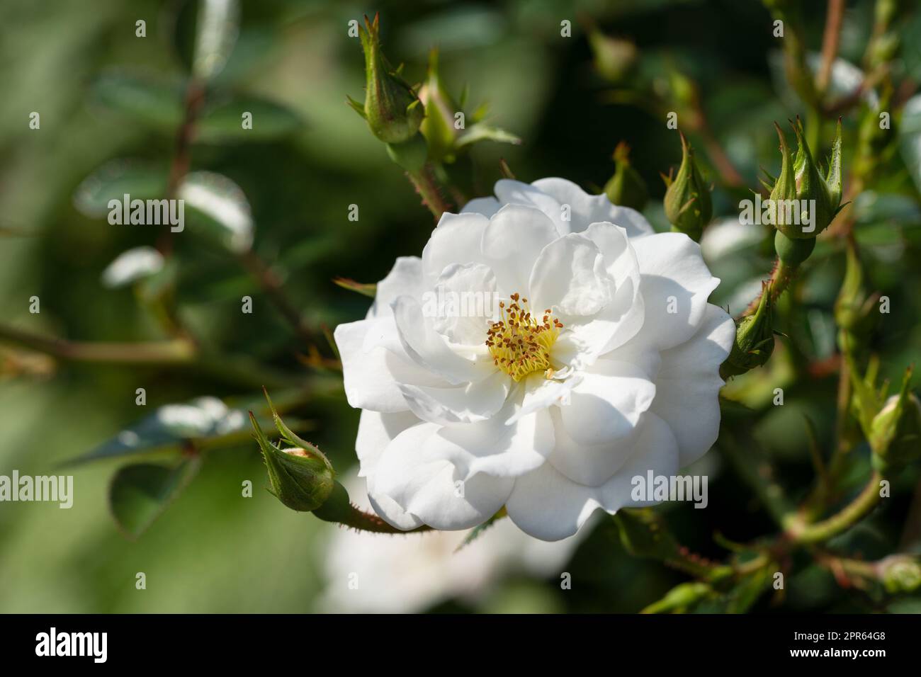 Summer rose flowerhead hi-res stock photography and images - Alamy