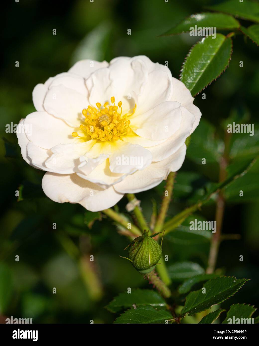 Summer rose flowerhead hi-res stock photography and images - Alamy