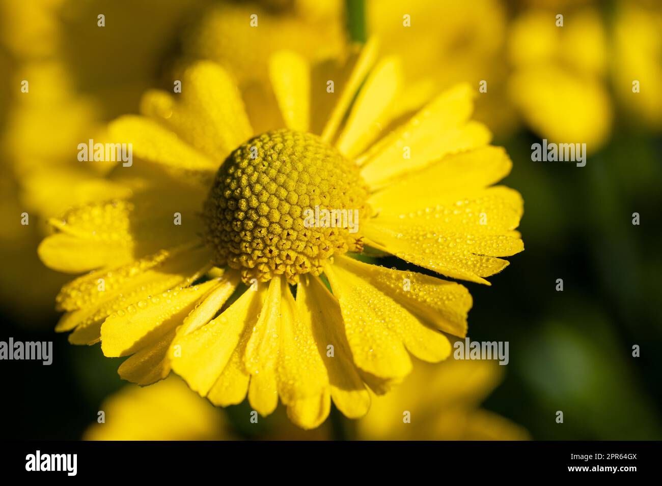 Flower helenium hi-res stock photography and images - Alamy