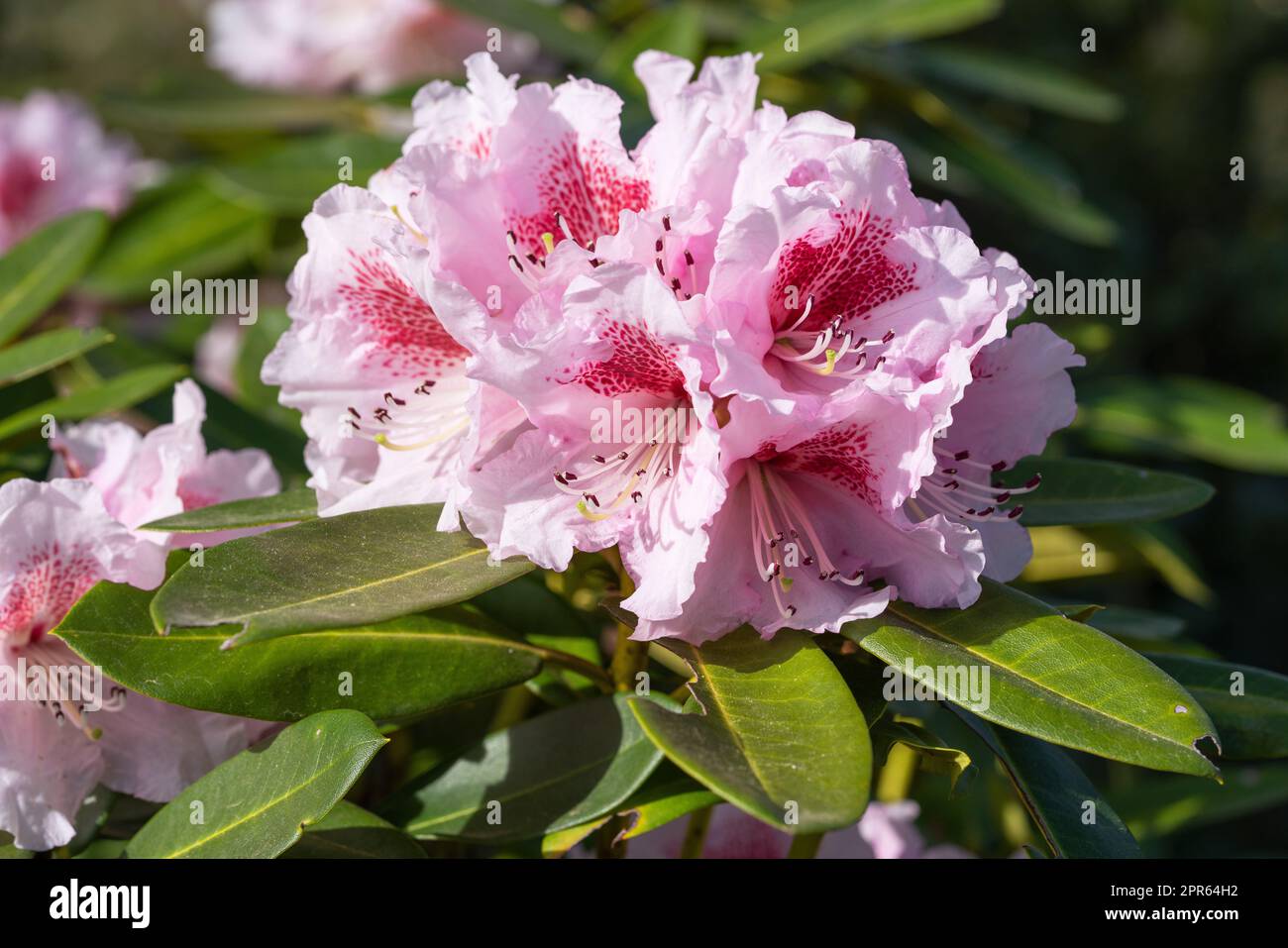 Rhododendron Hybrid Belami, Rhododendron hybrid Stock Photo - Alamy