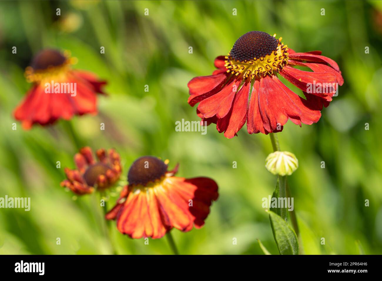 Helens Flower, Helenium Stock Photo - Alamy