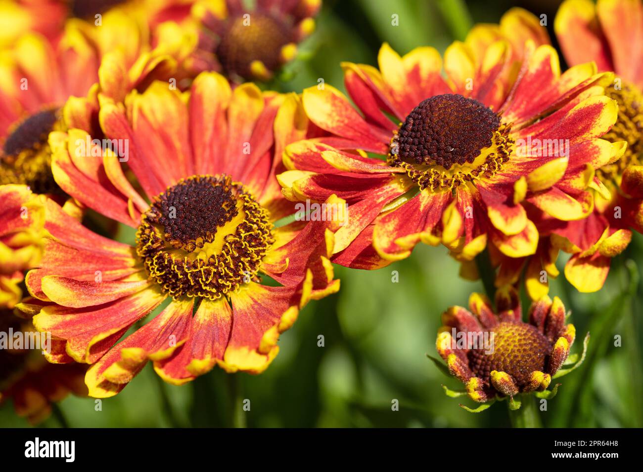 Helens Flower, Helenium Stock Photo - Alamy