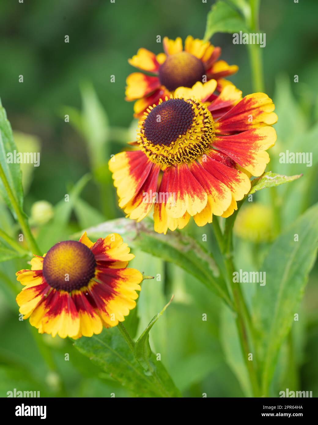 Helens Flower, Helenium Stock Photo - Alamy