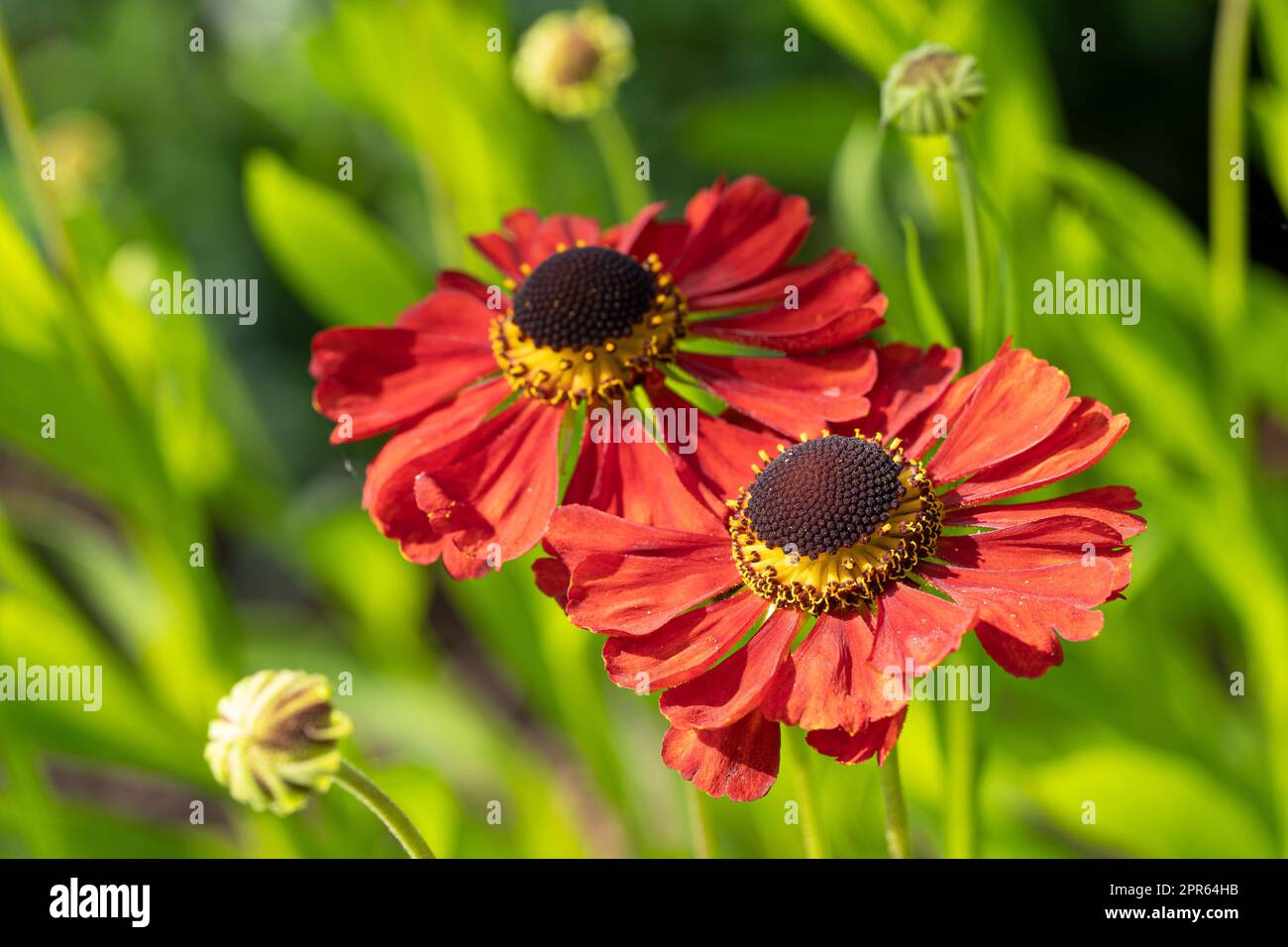 Helens Flower, Helenium Stock Photo - Alamy