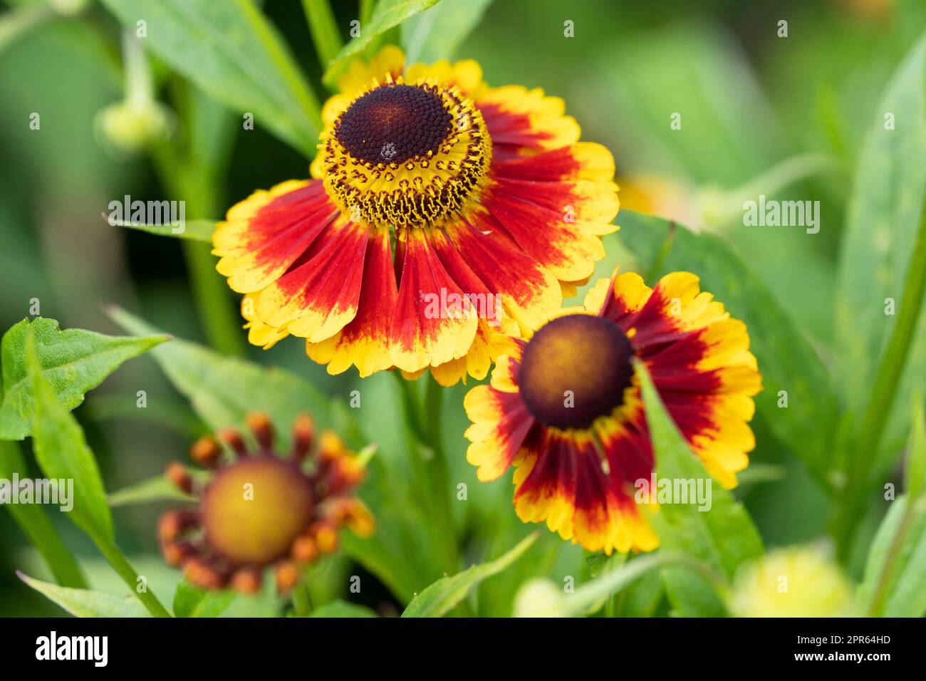 Helens Flower, Helenium Stock Photo - Alamy