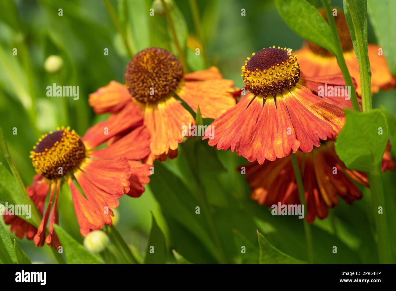 Helens Flower, Helenium Stock Photo - Alamy