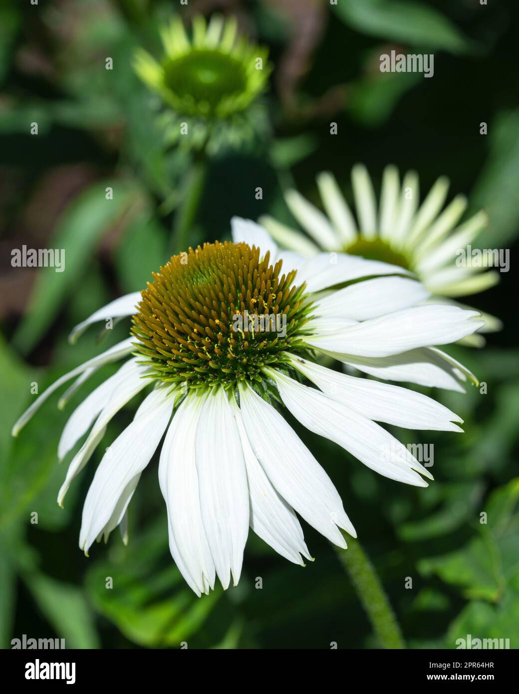 Coneflower, Echinacea purpurea Stock Photo - Alamy