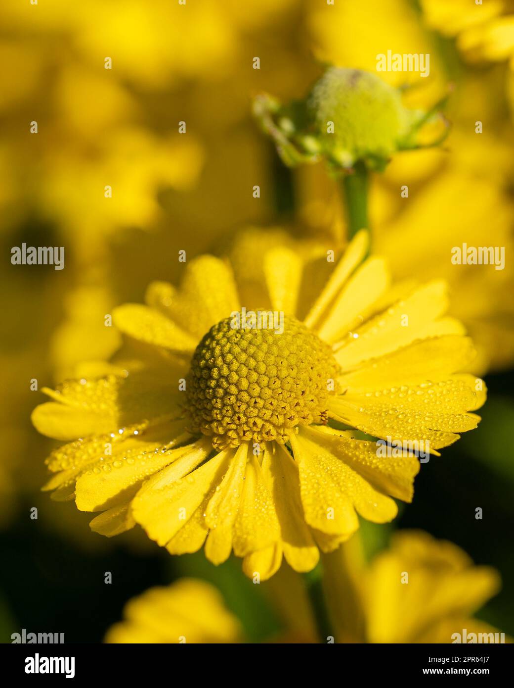 Helens Flower, Helenium Stock Photo - Alamy
