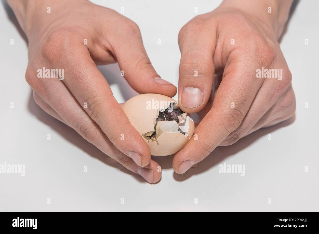 Farmer's hands open a chicken hatching egg with a chick inside on a ...