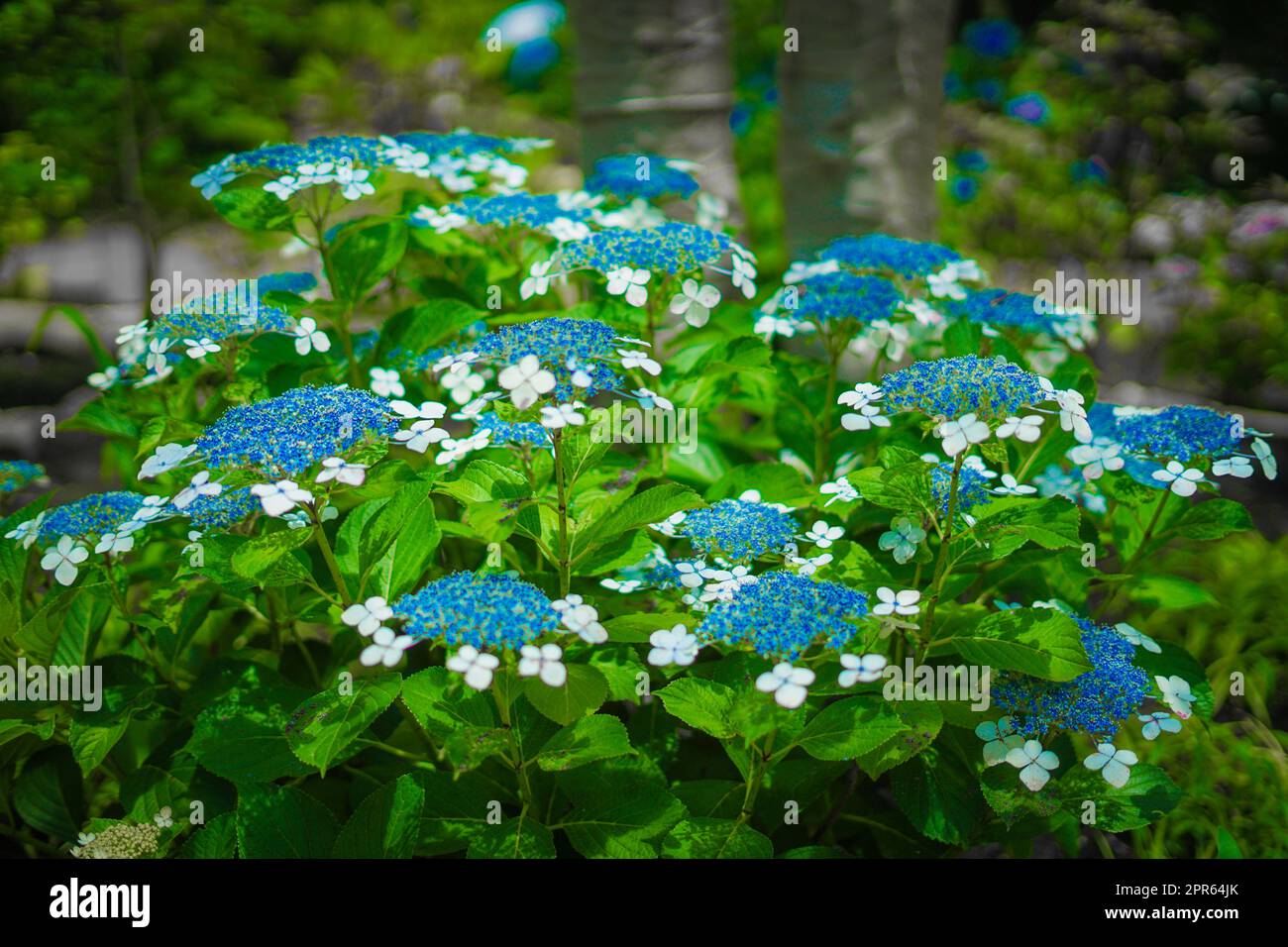 Hasega Temple Ajisai (June Stock Photo - Alamy