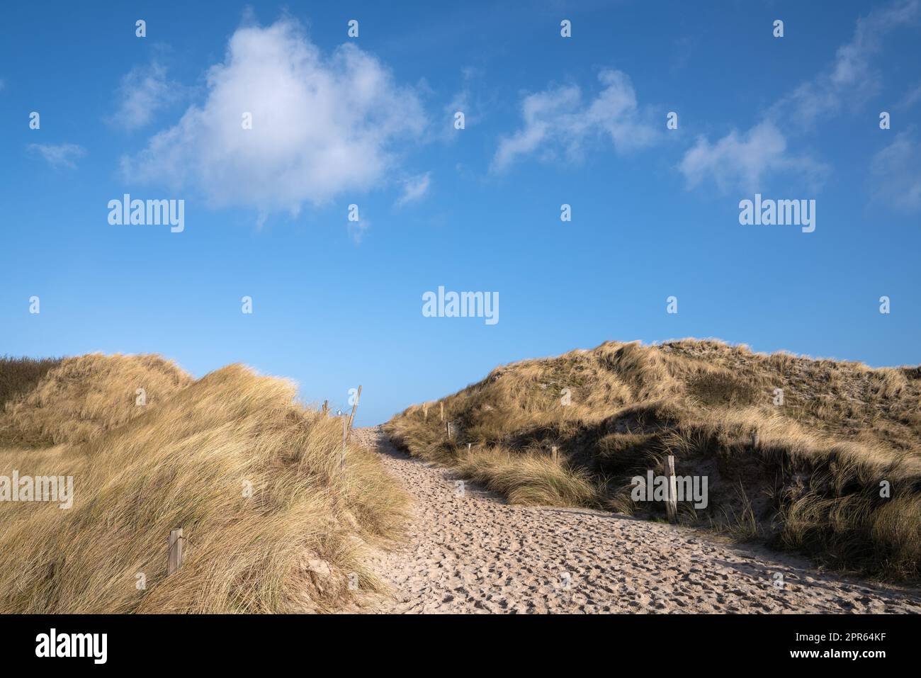Sand dunes of Sylt, North Frisia, Germany Stock Photo - Alamy