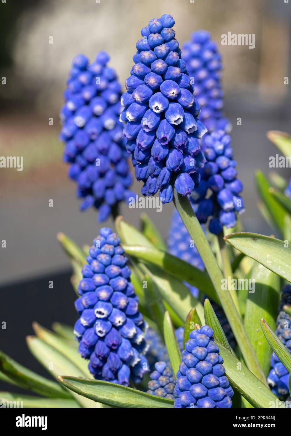 Grape hyacinth, Muscari Stock Photo - Alamy