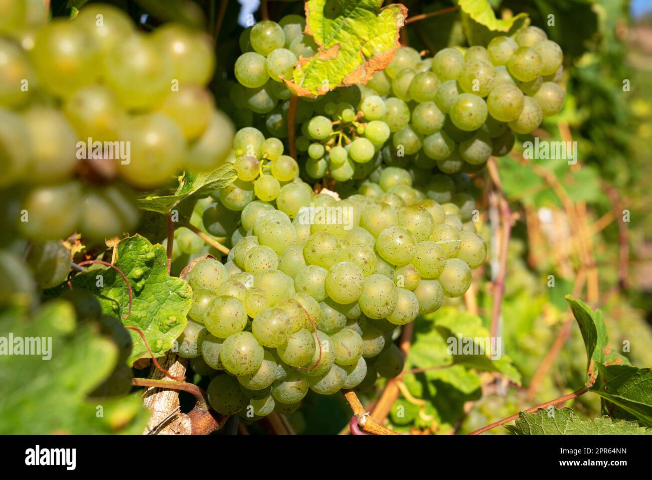 Common grape vine, Vitis vinifera Stock Photo - Alamy