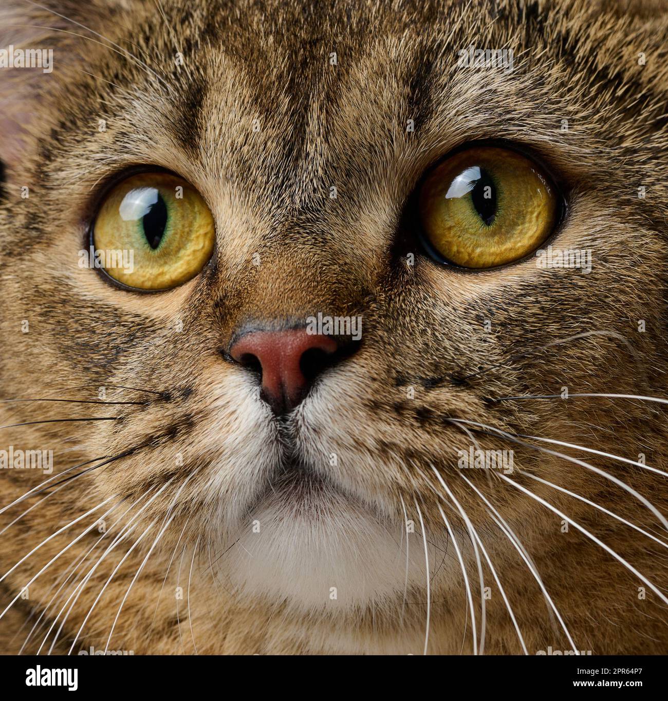 Scottish straight cat hi-res stock photography and images - Alamy