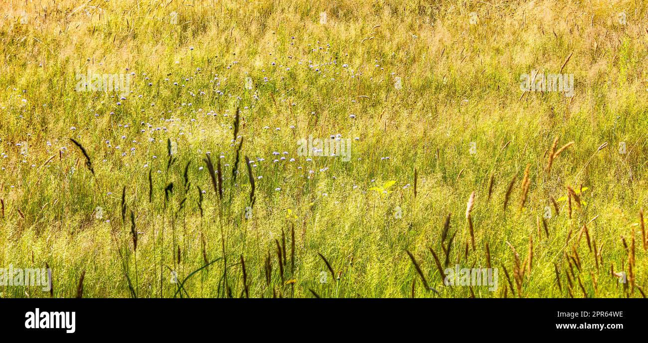 Spring meadow flowers forest germany hi-res stock photography and ...