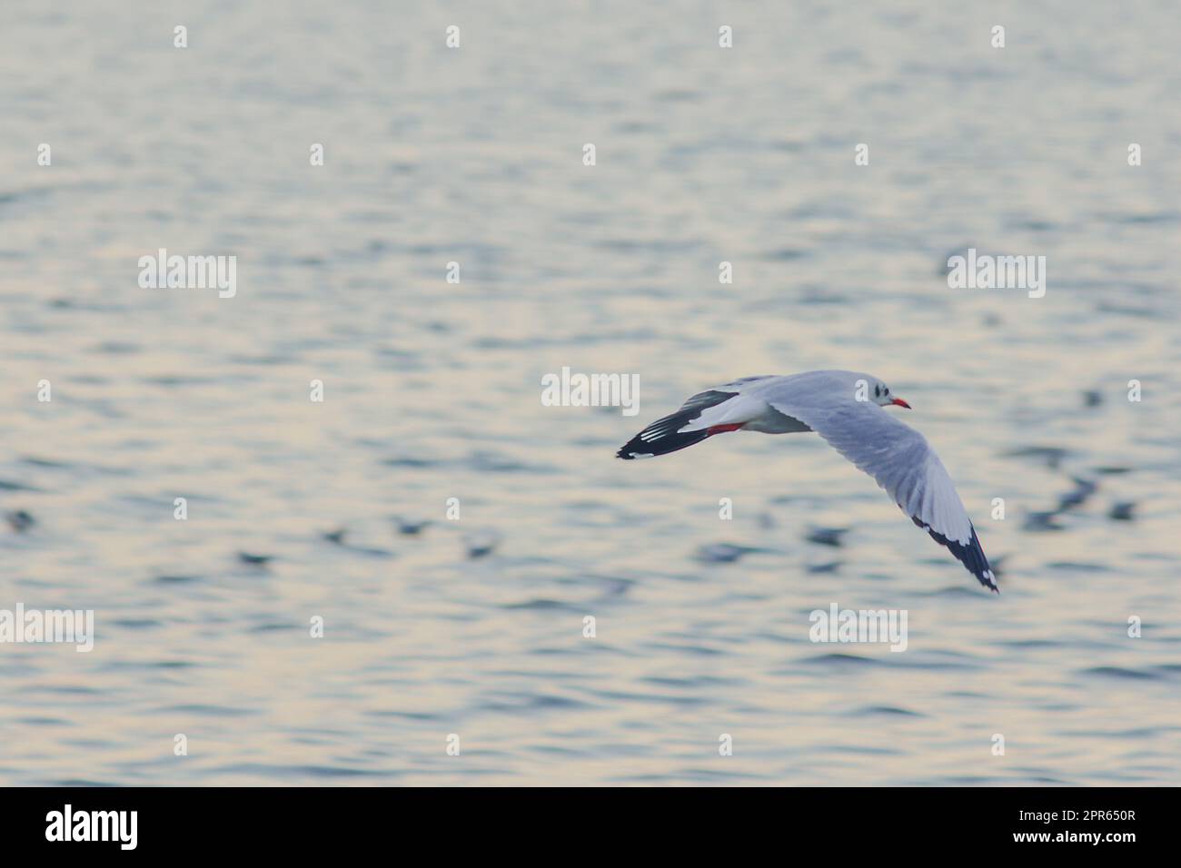 Seagulls flying over the sea , Living together in a large group Is a ...