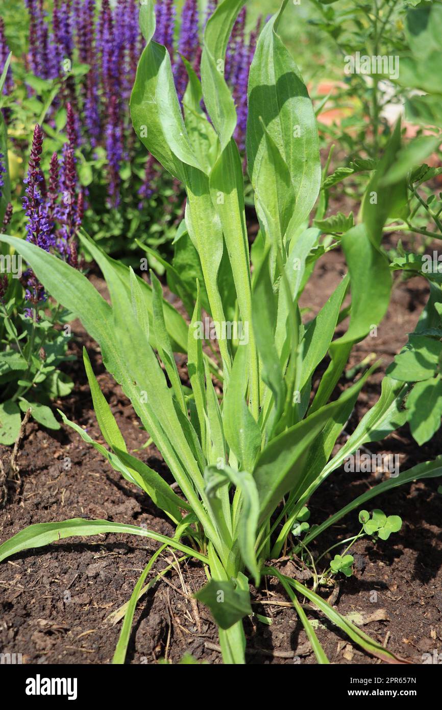 Scorzonera spanish black salsify close up, root vegetables growing in ...