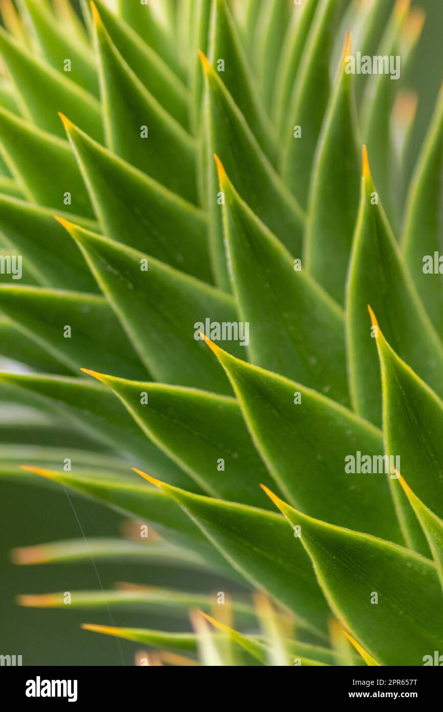 Green thorny leaves of araucaria araucana or monkey tail tree with ...