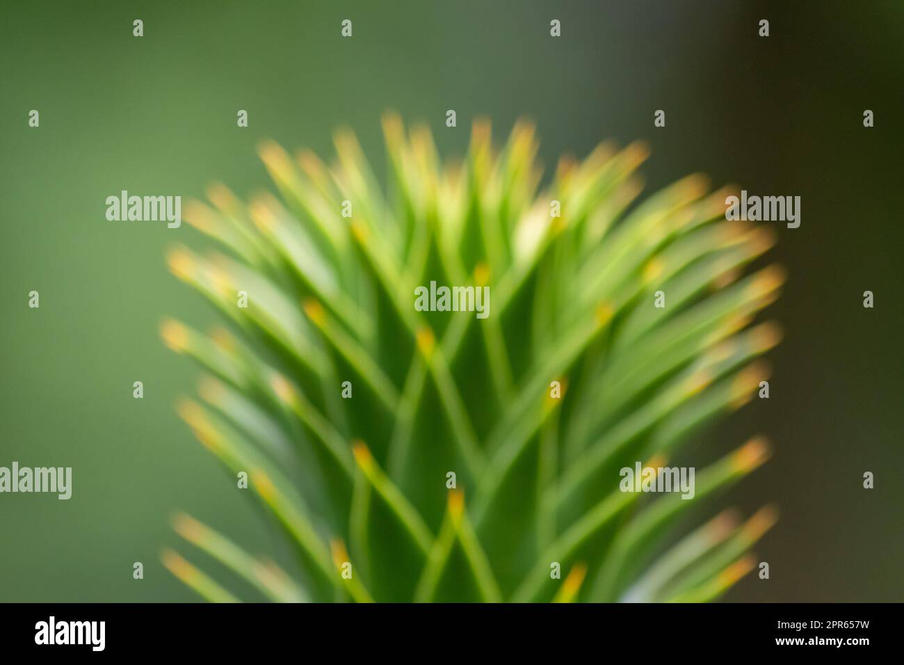 Green thorny leaves of araucaria araucana or monkey tail tree with ...