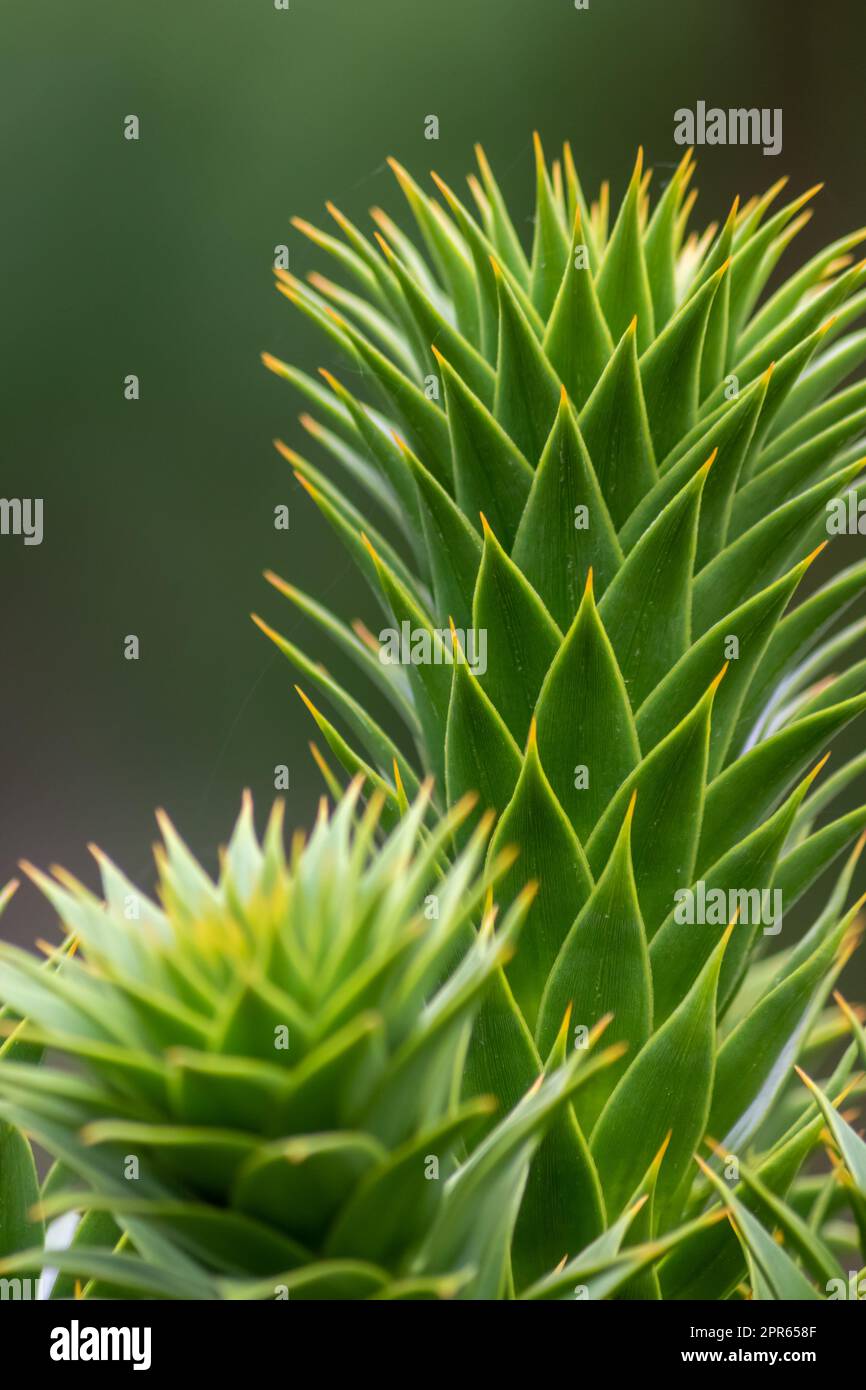 Green thorny leaves of araucaria araucana or monkey tail tree with ...