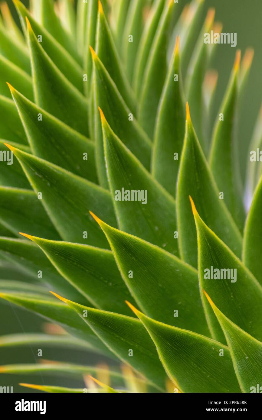 Green thorny leaves of araucaria araucana or monkey tail tree with ...