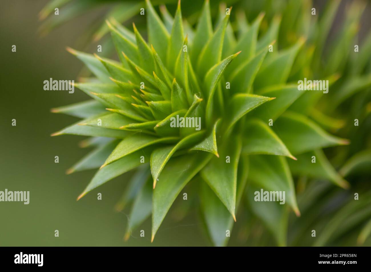 Green thorny leaves of araucaria araucana or monkey tail tree with ...