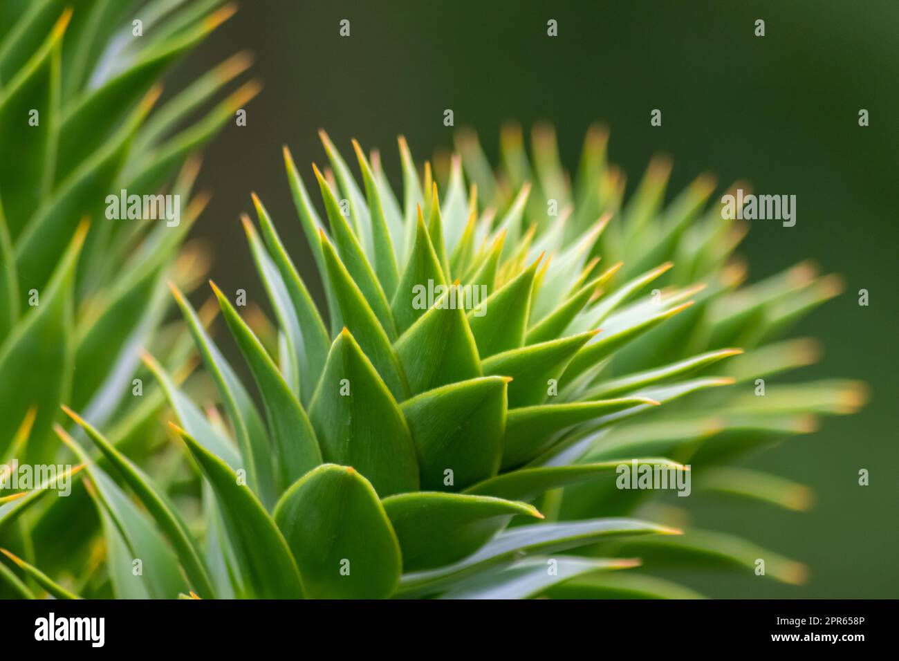 Green thorny leaves of araucaria araucana or monkey tail tree with ...
