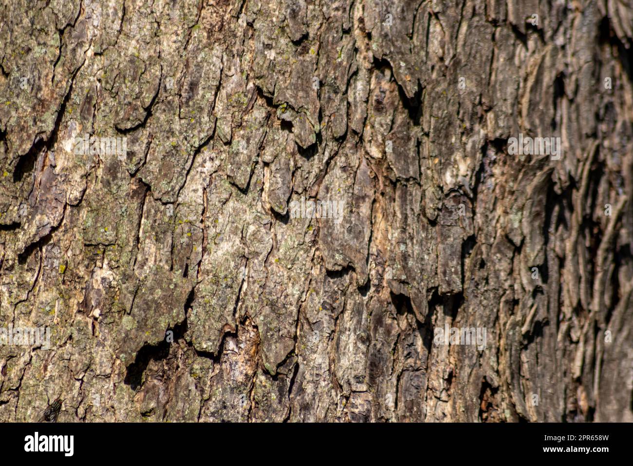 Tree bark macro with fine natural structures and rough tree bark as ...