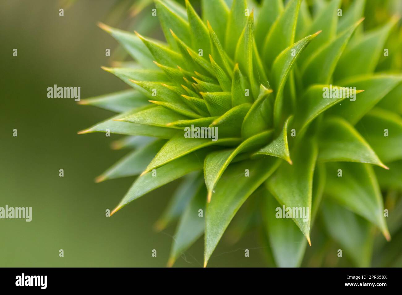 Green thorny leaves of araucaria araucana or monkey tail tree with ...