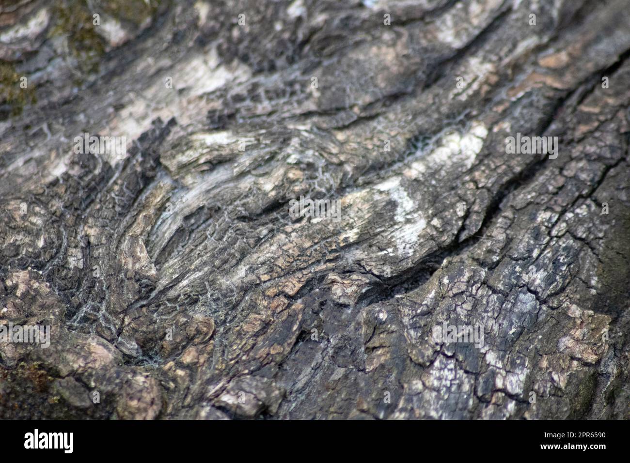 Tree bark macro with fine natural structures and rough tree bark as ...