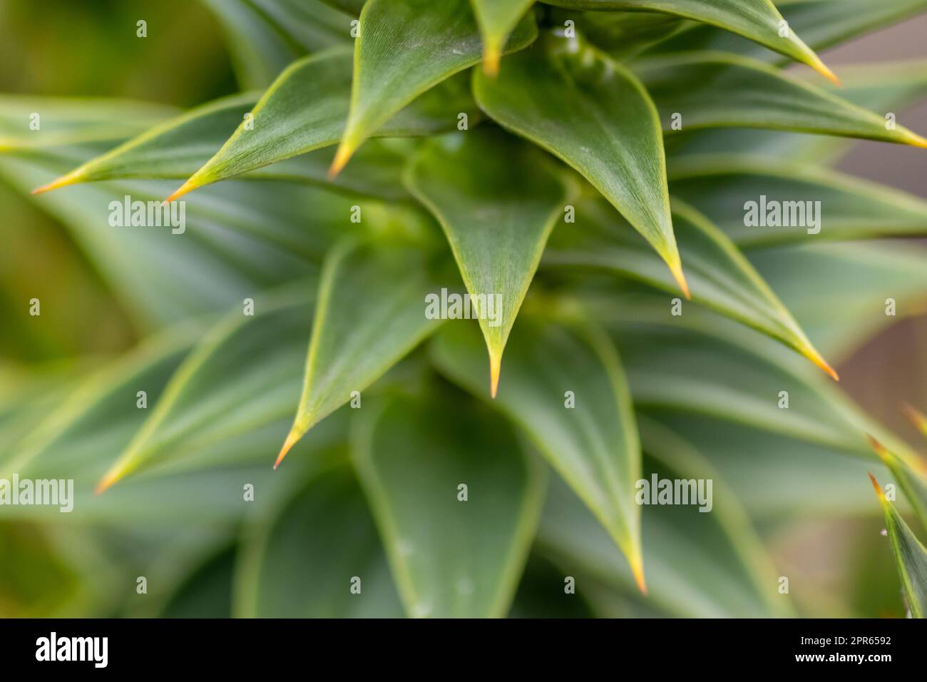 Green thorny leaves of araucaria araucana or monkey tail tree with ...