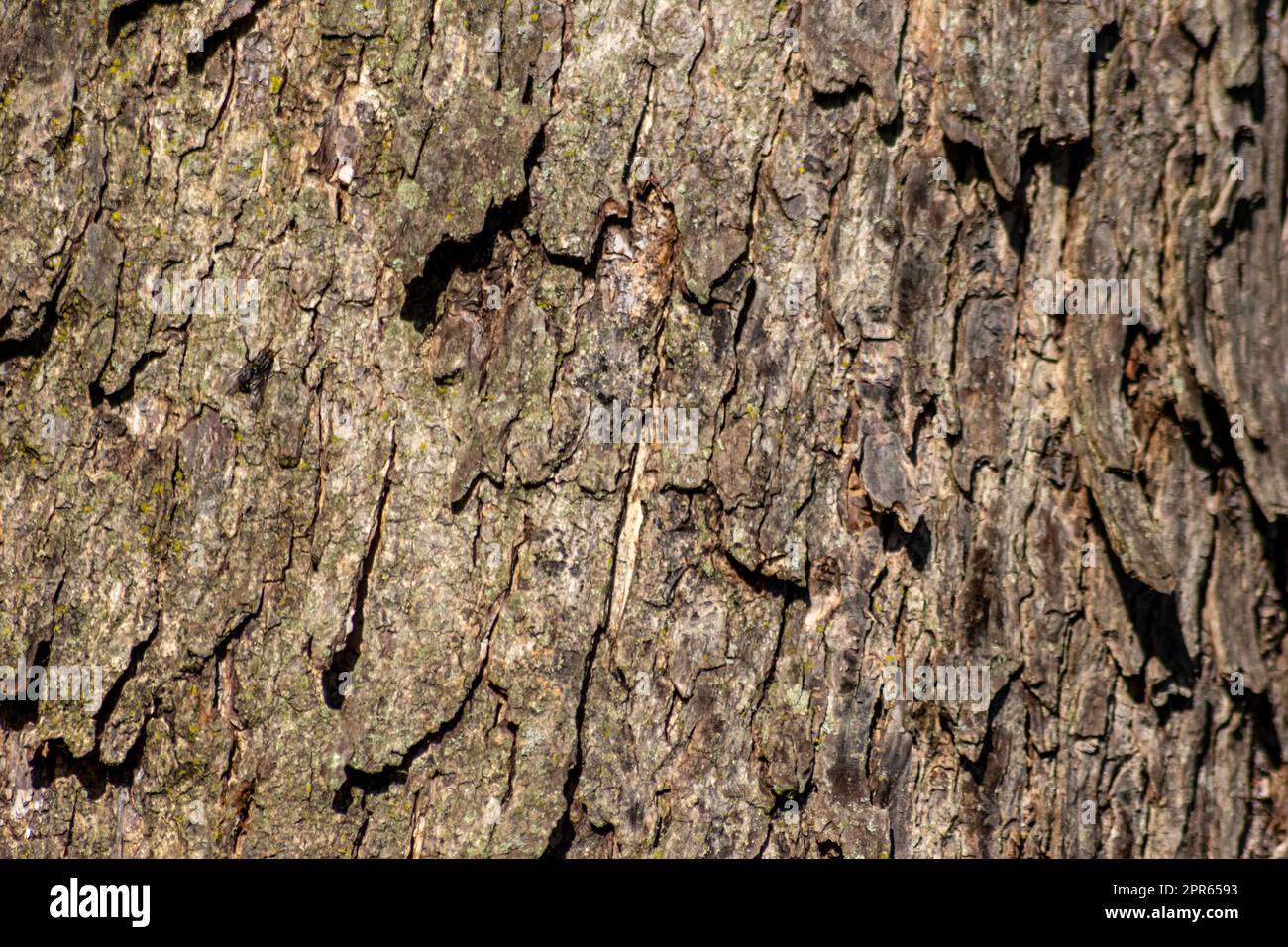 Tree bark macro with fine natural structures and rough tree bark as natural and ecological ...