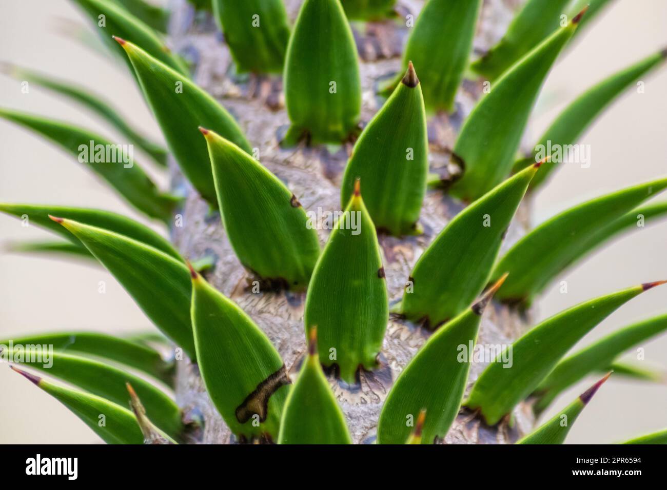 Monkey thorn leaves hi-res stock photography and images - Alamy