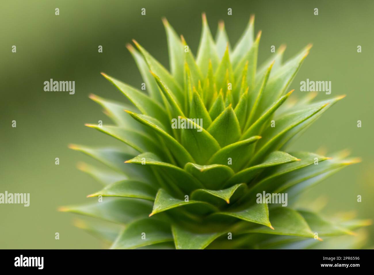 Monkey thorn leaves hi-res stock photography and images - Alamy