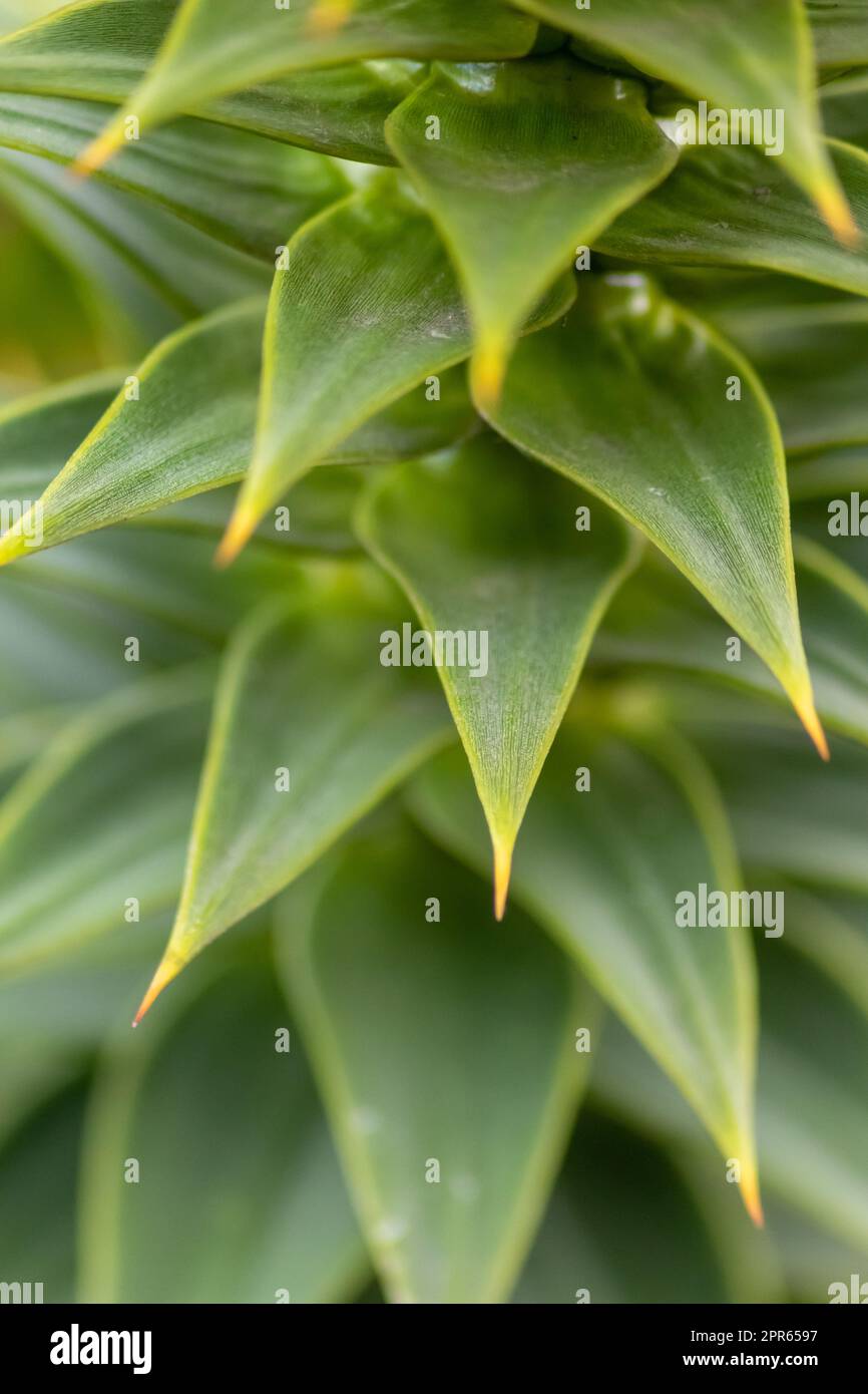 Green thorny leaves of araucaria araucana or monkey tail tree with ...