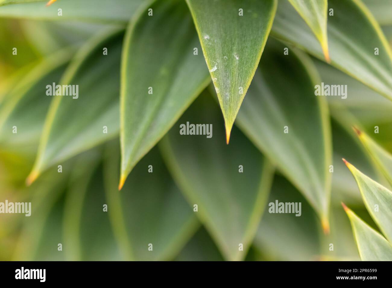 Green thorny leaves of araucaria araucana or monkey tail tree with ...